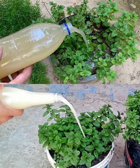 Unlock Explosive Plant Growth With This Simple Yeast Fertilizer Trend
