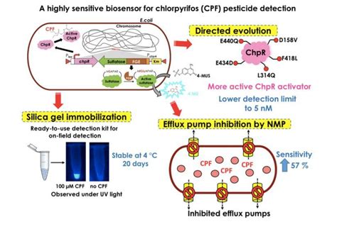 Developing A Ready To Use Biosensor With A Single Copy Evolved Sensing Cassette For On Field