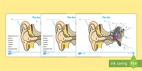 Parts Of The Ear Labelled Diagram Activity Twinkl Twinkl