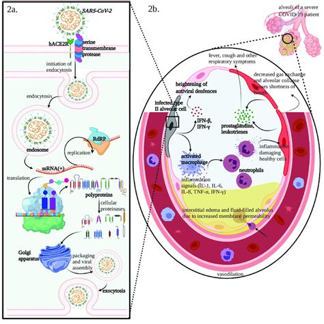 An Illustration Of The Pathogenesis Of Covid 19 By Sars Cov 2 In Human