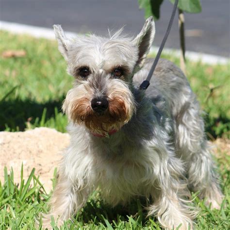 슈나우저 성격 및 특징 긴 수염과 두꺼운 눈썹이 매력 비마이펫 라이프