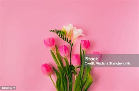 핑크 튤립으로 만든 신선한 로맨틱 한 꽃 구성과 분홍색 배경에 흰색 프리지아 봄 배너 또는 카드 또는 무신에 대한 우아한 개념 플랫 레이 0명에 대한 스톡 사진 및 기타