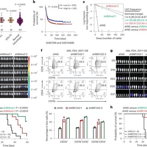 Rbfox2 Depletion Promotes The Differentiation Of Leukaemia Cells A Download Scientific Diagram