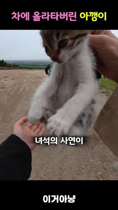 갑자기 차에 올라타버린 아깽이 Youtube