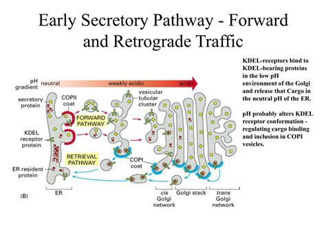Ppt Intracellular Vesicular Traffic I The Secretory Pathway Powerpoint Presentation Id 153666