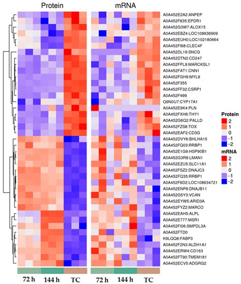 Combined Transcriptomic And Proteomic Of Corynebacterium