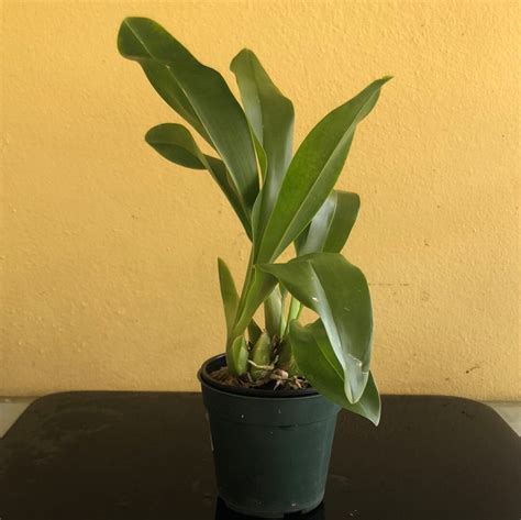 Grammatophyllum Scriptum Var Multiflorum La Foresta Orchids