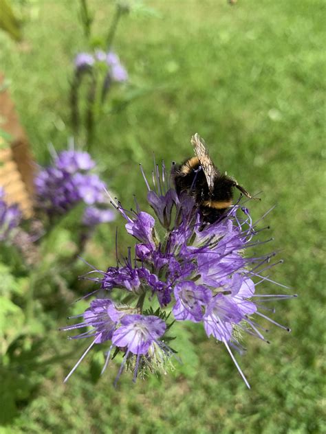 Bee Flower Free Photo On Pixabay Pixabay