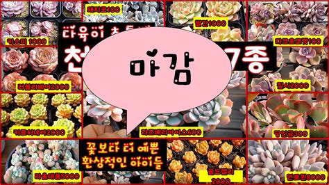 💗11월13일 대소다육 💗다육이 초특가 천원부터107종 천원다육14종 이천원다육46종~~ 너무 예쁘게 물들고 다져진 아이들 多肉植物succulent 다육이다육천원