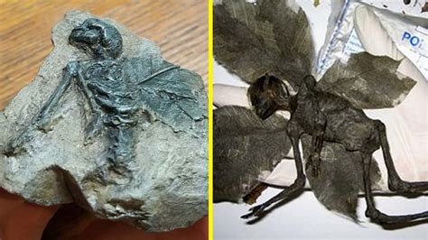 Top 10 Mysterious Fossils You Might See For The First Time In Life