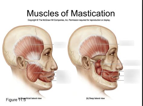 Muscles Of Mastication Lab Diagram Quizlet