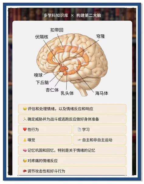 🧠杏仁核与海马体：情绪记忆与行为的奥秘