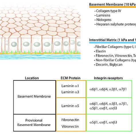 Schematic Representation Of Epithelial Ecm Its Composition And Download Scientific Diagram