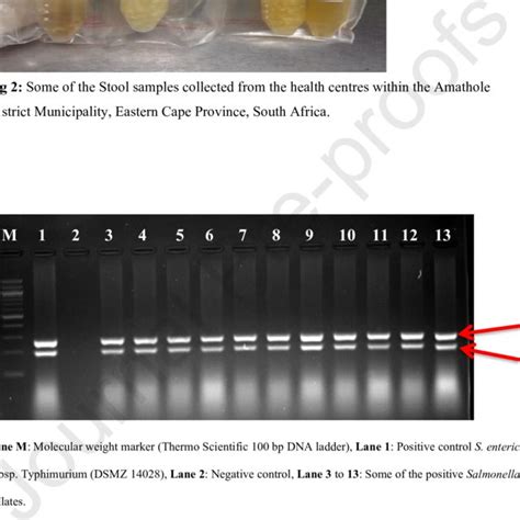 Molecular Confirmation Of Salmonella Spp Duplex Pcr Inva And Ompc At