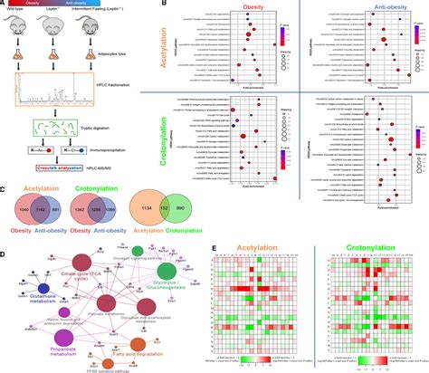 Identification Of The Phenomenon Of Non‐histone Acetylation And Download Scientific Diagram