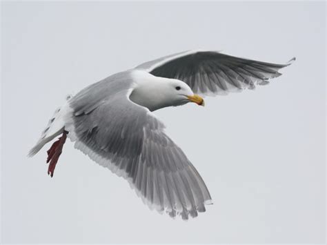 ワシカモメ 第4回夏羽 青森にて 新潟の野鳥フィールドノート