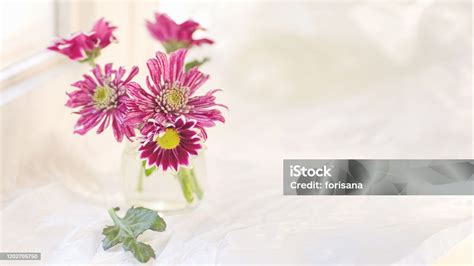 밝은 배경 핑크 색 매크로 선택적 초점에 국화의 화려한 꽃다발 결혼식에 대한 스톡 사진 및 기타 이미지 결혼식 국화 꽃 나무 Istock