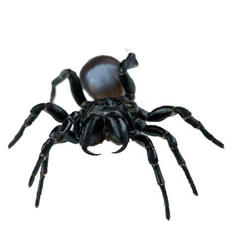 Spider Identification Bulls Eye Pest Control