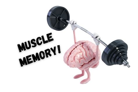 the science behind muscle memory and how our bodies retain fitness