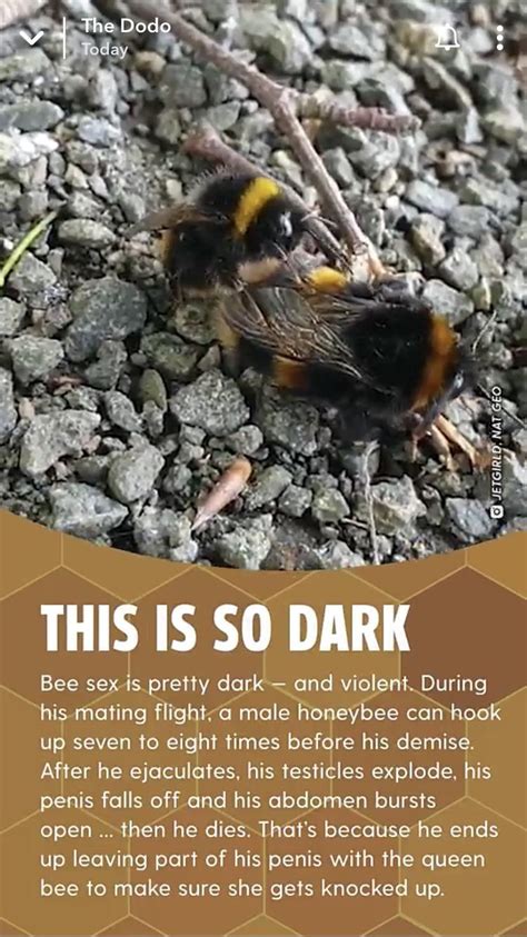 Bee Sex Is Not Fun R Interestingasfuck