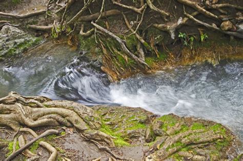 Stream Flows Through The Rocks And Tree Roots In The Park Stock Image Image Of Landscape