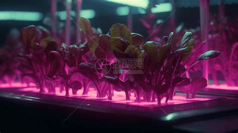 水培植物高清图片下载 正版图片600004901 摄图网
