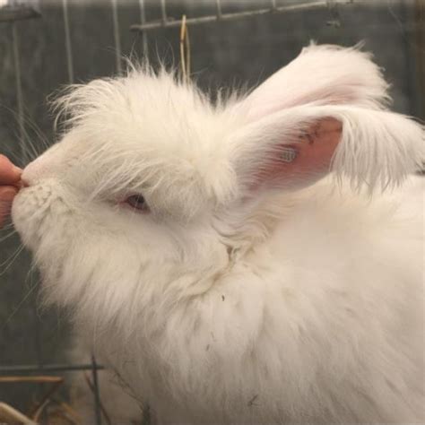Pdf Rabbit Megacolon Syndrome Rms Remains Poorly Identified In