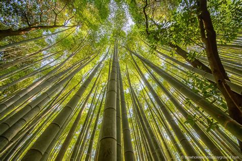 Arashiyama Bamboo Forest Kyoto 2023 The Whole World Is A Playground
