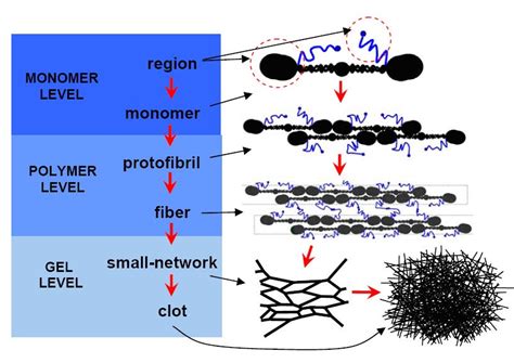 Fibrin Structure