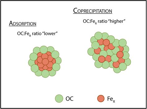 Illustration Of The Two Types Of Binding Mechanism Discussed In This Download Scientific