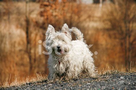 웨스트 하이랜드 화이트 테리어 스톡 사진 Freeimages