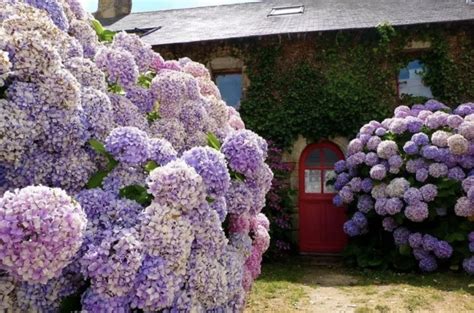 7 самых важных дел для пышного цветения гортензии, которые сможет ...