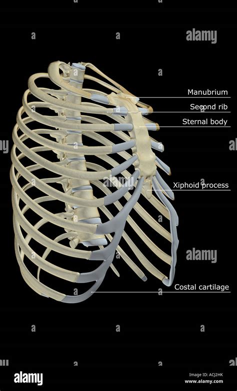Xiphoid Process Hi Res Stock Photography And Images Alamy