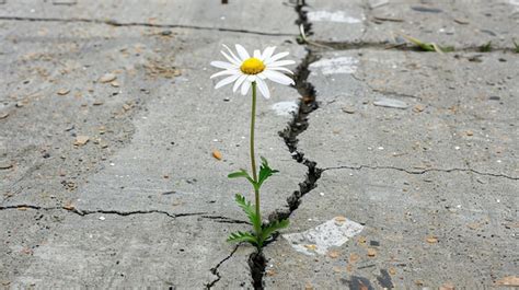Premium Photo A Beautiful Flower Growing Up Through The Cracks In The