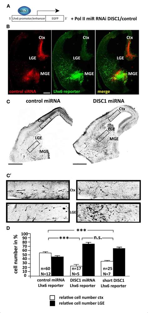 Disc1 Is Necessary For The Correct Tangential Migration Of Download Scientific Diagram