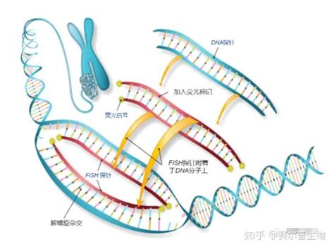 单分子荧光原位杂交（smfish）和fish的区别分析 知乎
