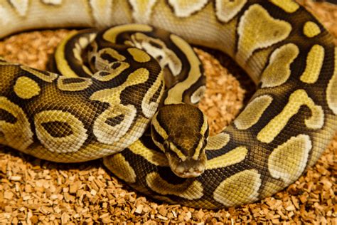 40 Ball Python Morphs Types Colors Pictures