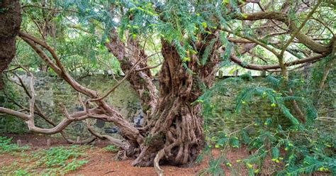 The Toxic Nature Of Yew The Tree Of The Dead Opinion Chemistry World