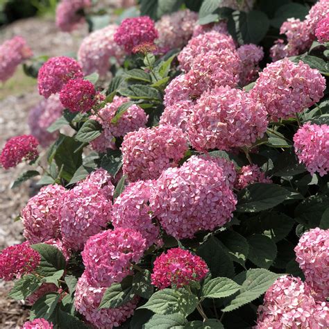 Invincibelle Garnetta™ Hydrangea Garden Crossings