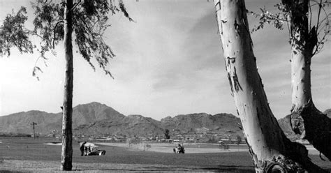History Adventuring The Eucalyptus Trees Of Phoenix Arizona
