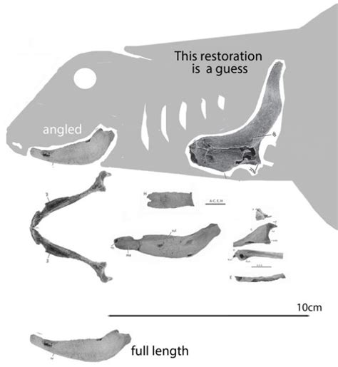 Phylogenetic Bracketing The Pterosaur Heresies