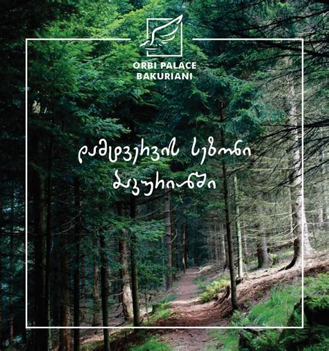 Orbi ბაკურიანში წიწვოვანი ხეების დამტვერვის სეზონი რამდენიმე კვირაში იწყება 🌲🩺🔬 იცით რატომ