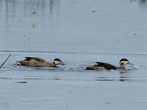 森の自然誌野鳥野鳥リストアフリカコガモ