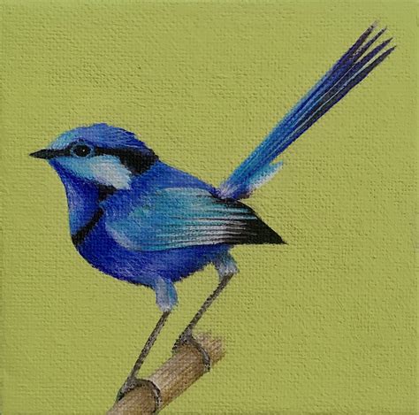 Malurus Splendens By Sarah Goldbart Buy Art Online Rise Art