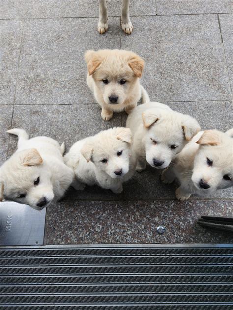 백구 강아지 무료 분양합니다 유기견 무료분양 And 강아지 고양이 입양 사이트 유기견보호센터