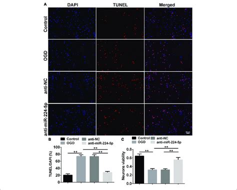 Inhibition Of Mir 224 5p Reduced The Apoptosis Of Neurons A The
