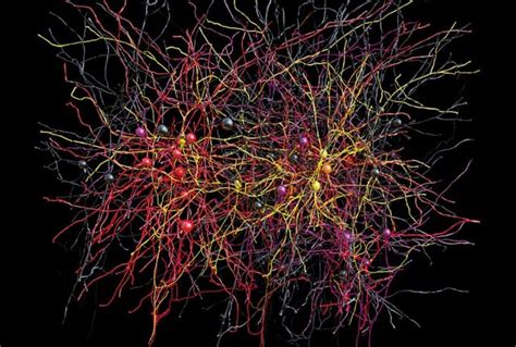 Ai Researchers Create Largest Neuronal Map Ever Of A Piece Of Mouse Brain The Size Of A Grain