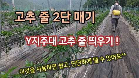 고추 줄 띄우기 고추줄 2단 매기 Y지주대에 고추끈 띄우는 빙법 Youtube