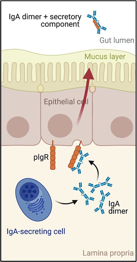 Transcytosis Of Iga Attenuates Salmonella Invasion In Human Enteroids
