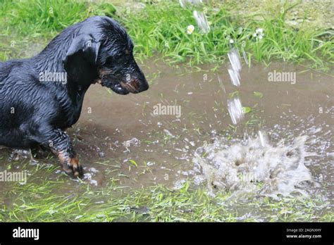 Miniature Dachshund Enjoying Playtime Stock Photo Alamy